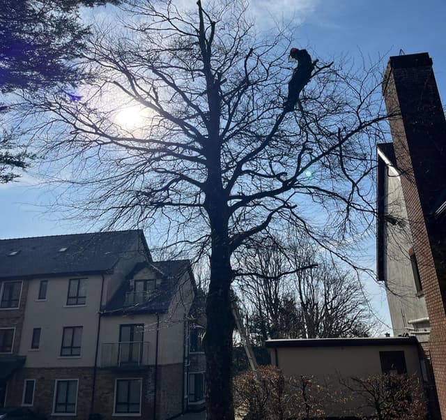 Tree Safety Surveys | Arbtech Ireland